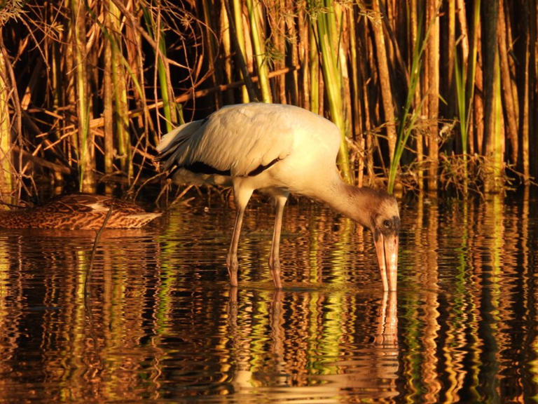 ‘As rare as it gets’: Tropical bird spotted near Denver marks 1st ...