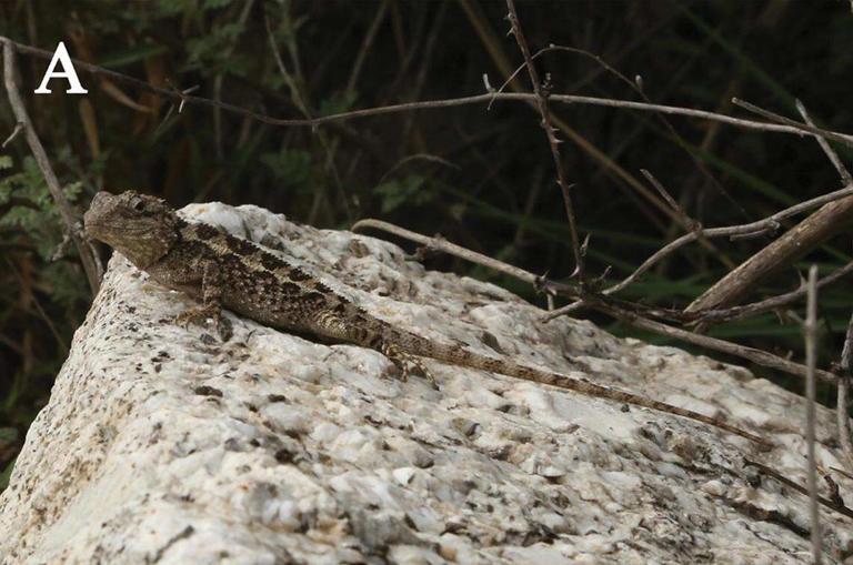 ‘Long'-armed creature with 7 eggs found on mountain in China. It's a ...