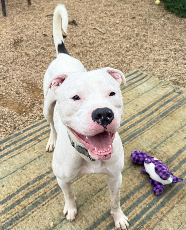 Home for the howl-idays: Adopt these Northeast Ohio dogs who spent ...