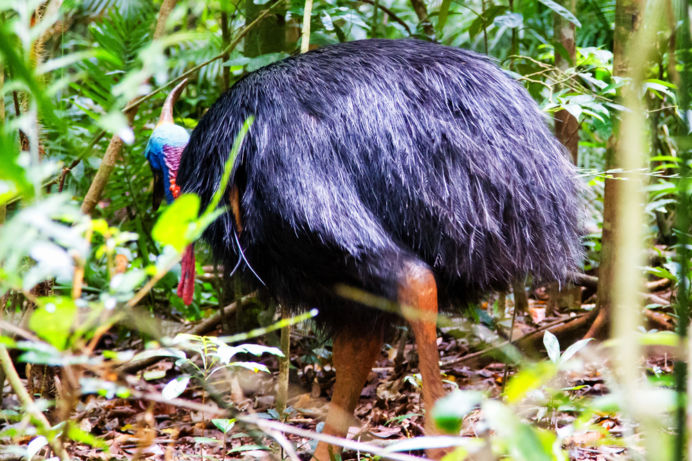 16 Cassowary Facts About the World’s Deadliest Bird