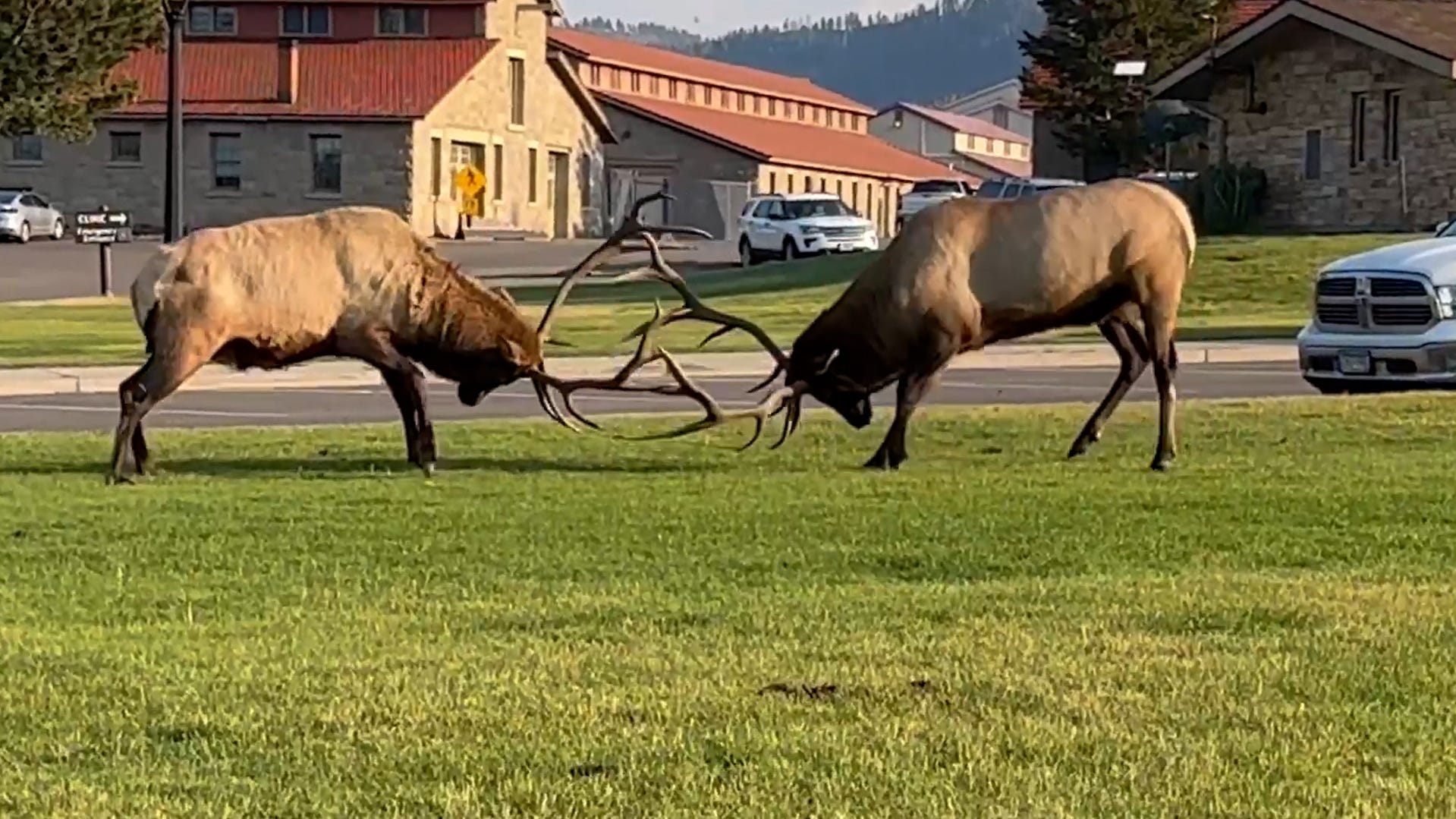 Bull elks clash at Yellowstone, watch their fight for dominance unfold