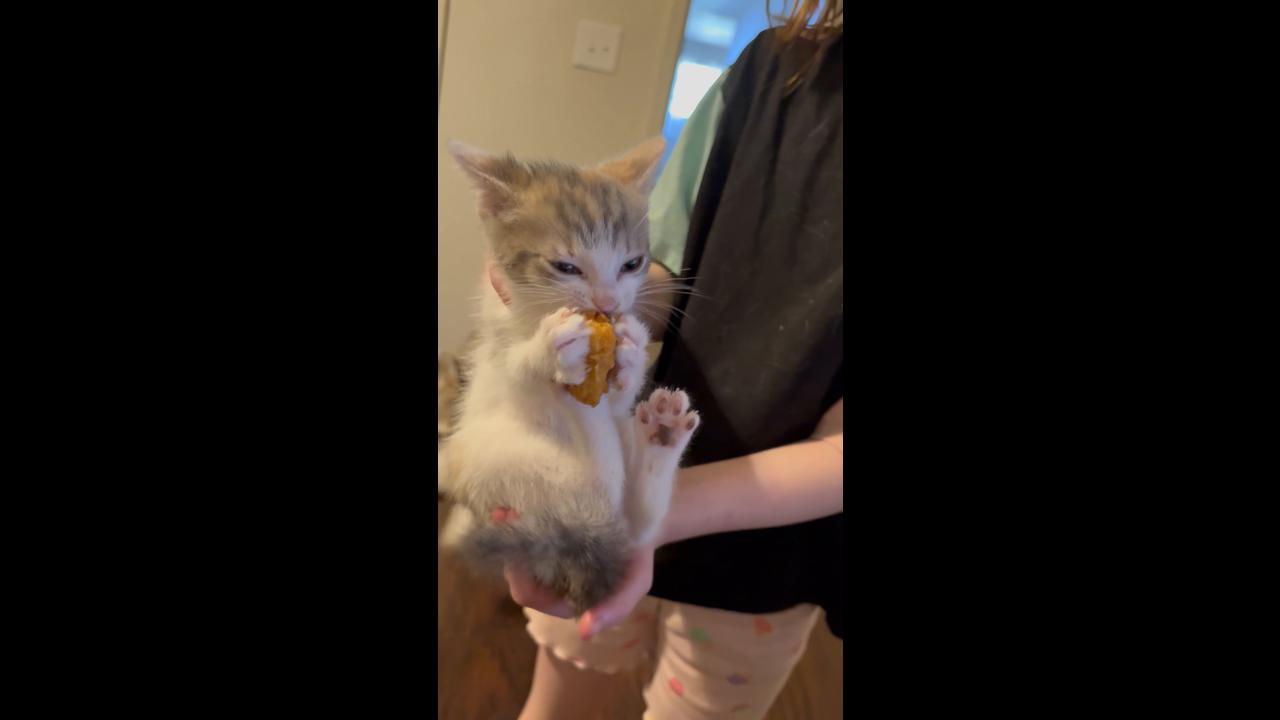 Cute Kitten Eating Chicken Nugget