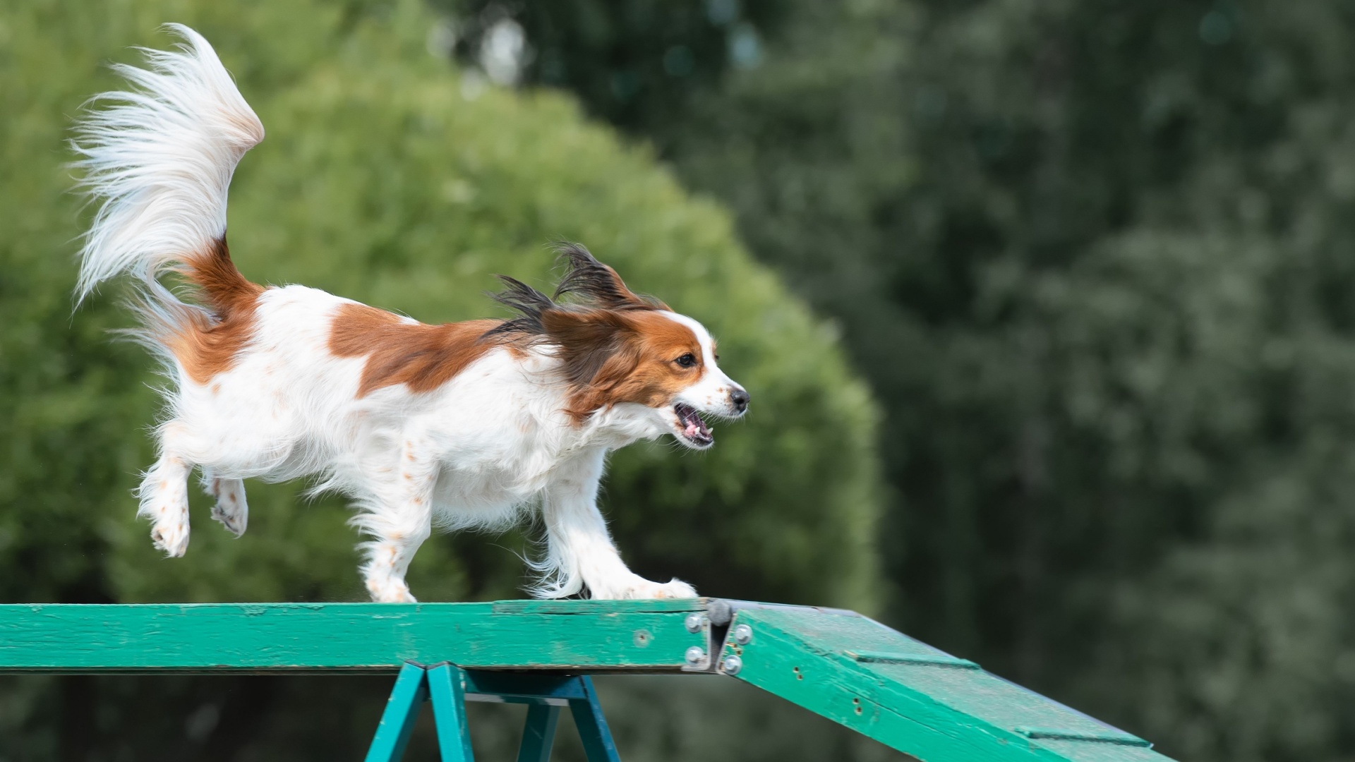 10 Of The Coolest Dogs In The World And Why They Are Special