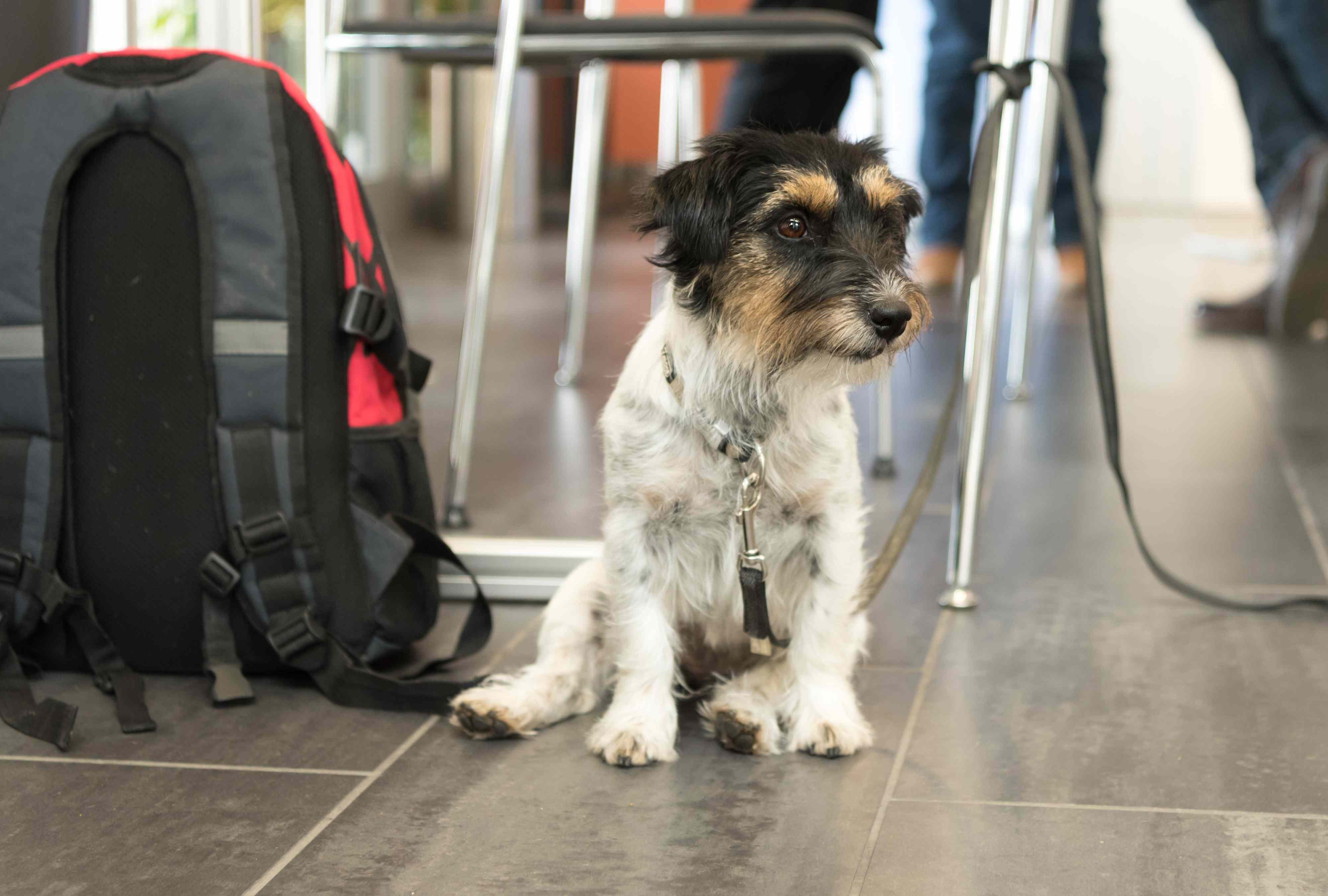 Back-to-School Season Is Tough on Pets—Here’s What You Can Do About It