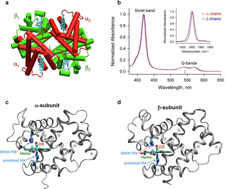 Hidden step in hemoglobin's carbon monoxide release challenges long ...