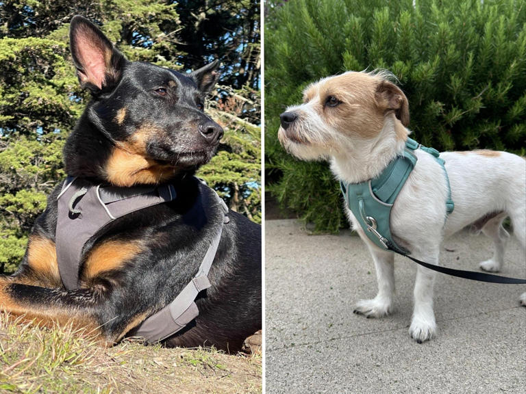 The 5 best no-pull dog harnesses in 2026, tested and reviewed