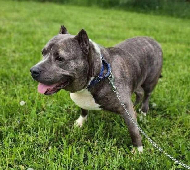 Adopt these Northeast Ohio dogs who spent years waiting for ‘fur-ever’ home