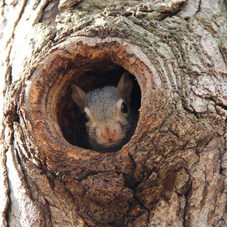 If You See a Baby Squirrel, This Is What to Do
