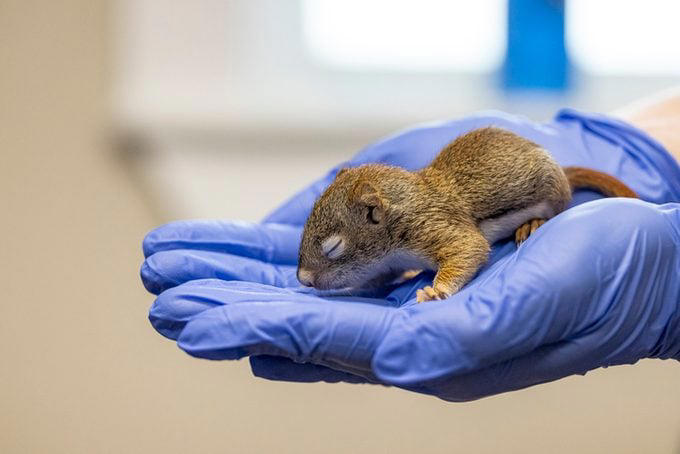 If You See a Baby Squirrel, This Is What to Do