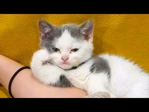 These funny cats will 100% make you smile today