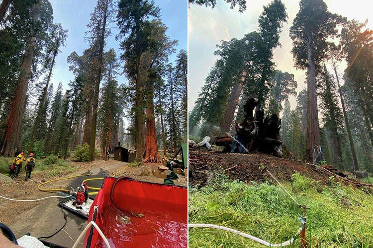 Inside the fight to save Sierra Nevada's giant sequoias from the Garnet ...