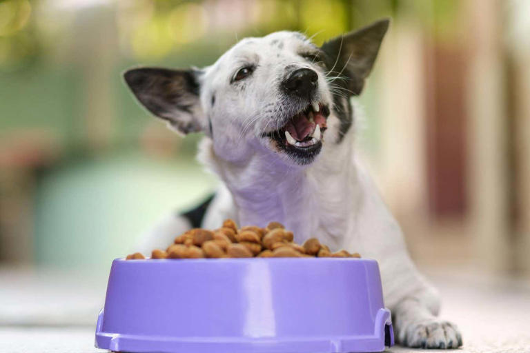Plant-based dog foods provide almost all the nutrients pets need
