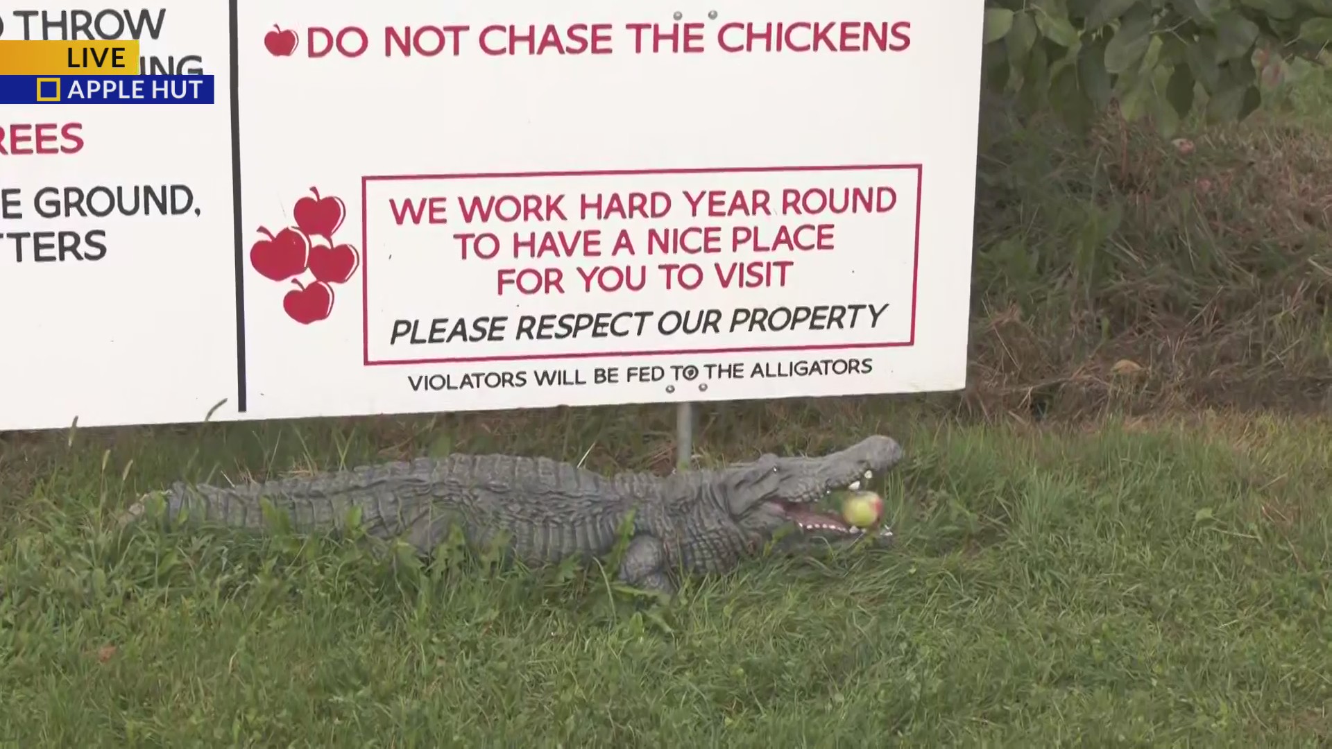 Fed to the Alligators - Apple Hut