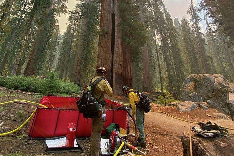 Inside the fight to save Sierra Nevada's giant sequoias from the Garnet ...