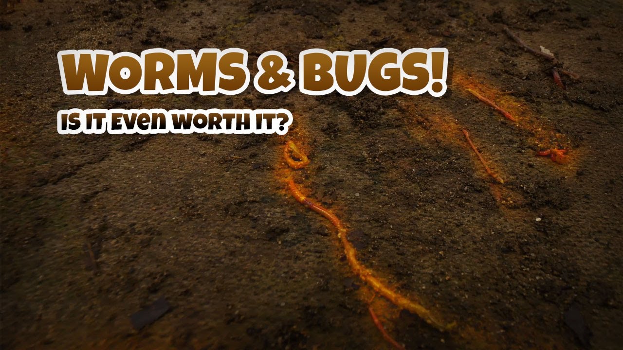 Extreme carpet cleaning: Restoring a bug-infested rug