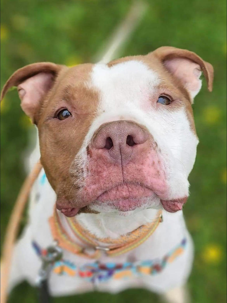 Home for the howl-idays: Adopt these Northeast Ohio dogs who spent ...