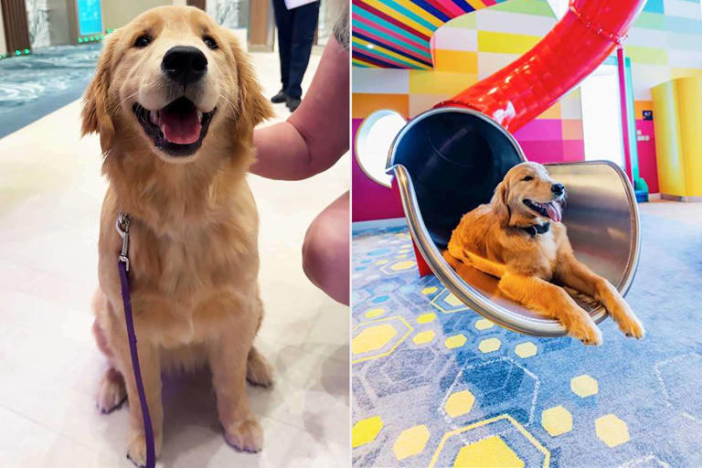 A Look Inside the Life of the Golden Retriever Who Calls One of the ...