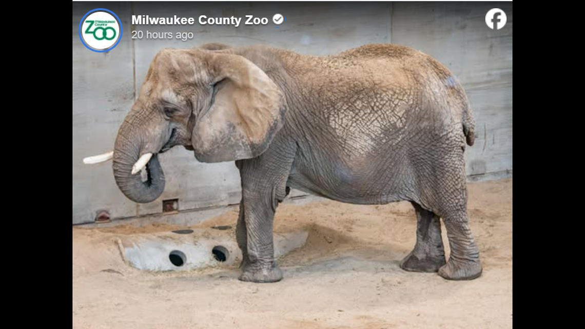 ‘Aggressive' elephant knocks over herdmate. Wisconsin zoo needed help ...