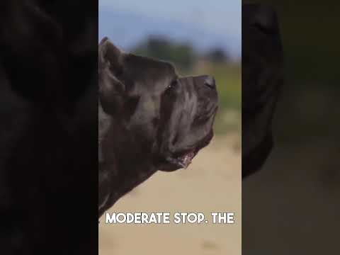 What makes the Cane Corso so powerful?