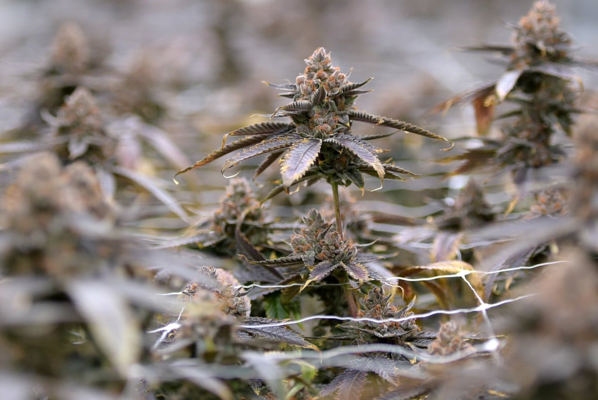 Most Texas THC products remain legal after GOP leaders fail to break ...