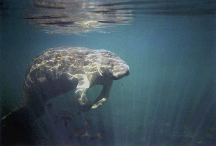 'We brake for manatees!' says TxDOT, halting Gulf Coast ferry work as ...