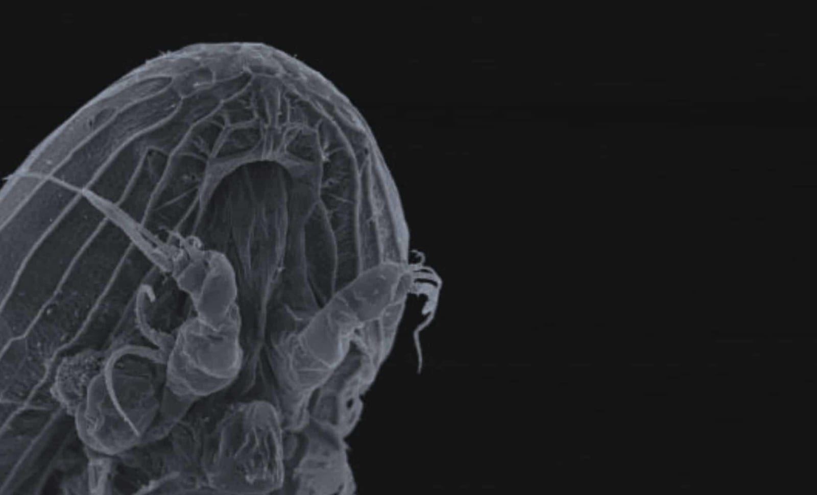 “They Live Inside Other Animals”: A Strange Creature Mystery From the ...