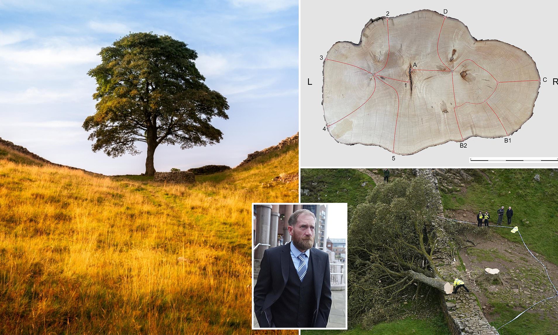 Sycamore Gap's age revealed: Iconic tree that was felled by yobs is ...