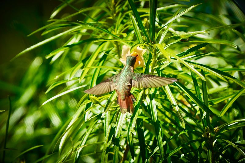 10 Tips For Attracting Rare Birds To Your Garden