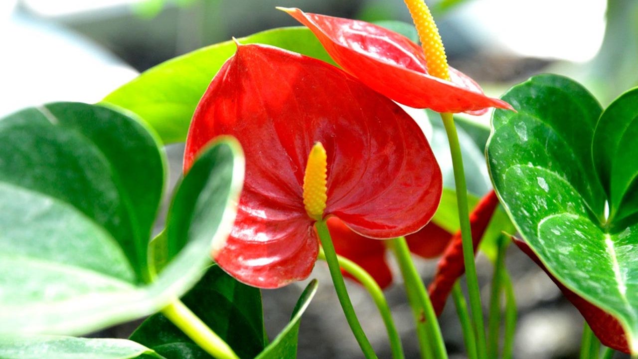 8 Tropical Plants With Stunning Red Flowers