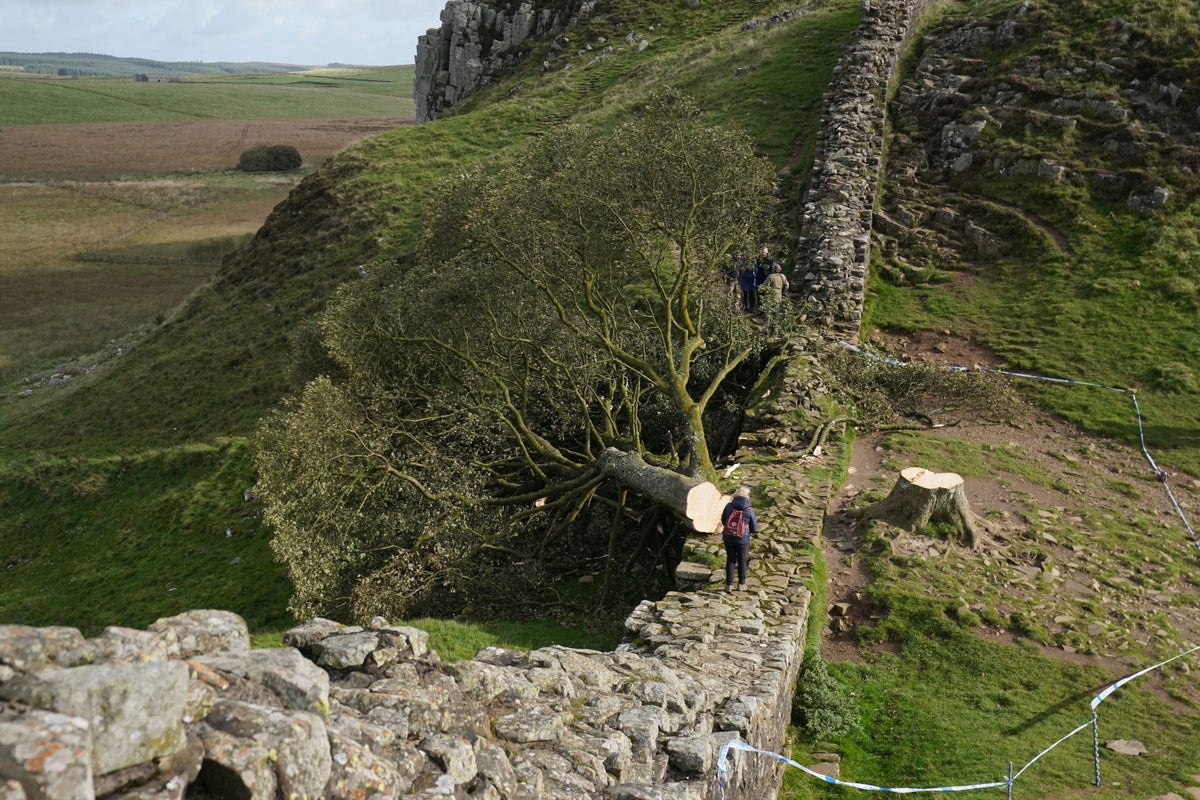 Minimum age of Sycamore Gap tree confirmed by scientists after illegal ...