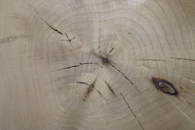 Sycamore Gap's age revealed: Iconic tree that was felled by yobs is ...