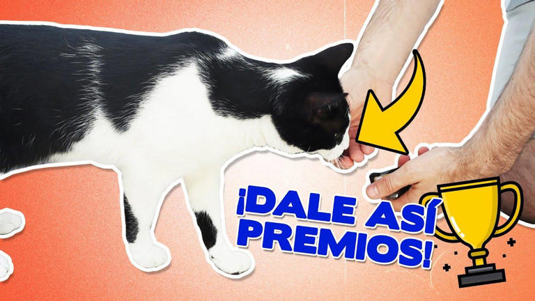 Las mejores formas de premiar a un gato: guía completa, segura y eficaz
