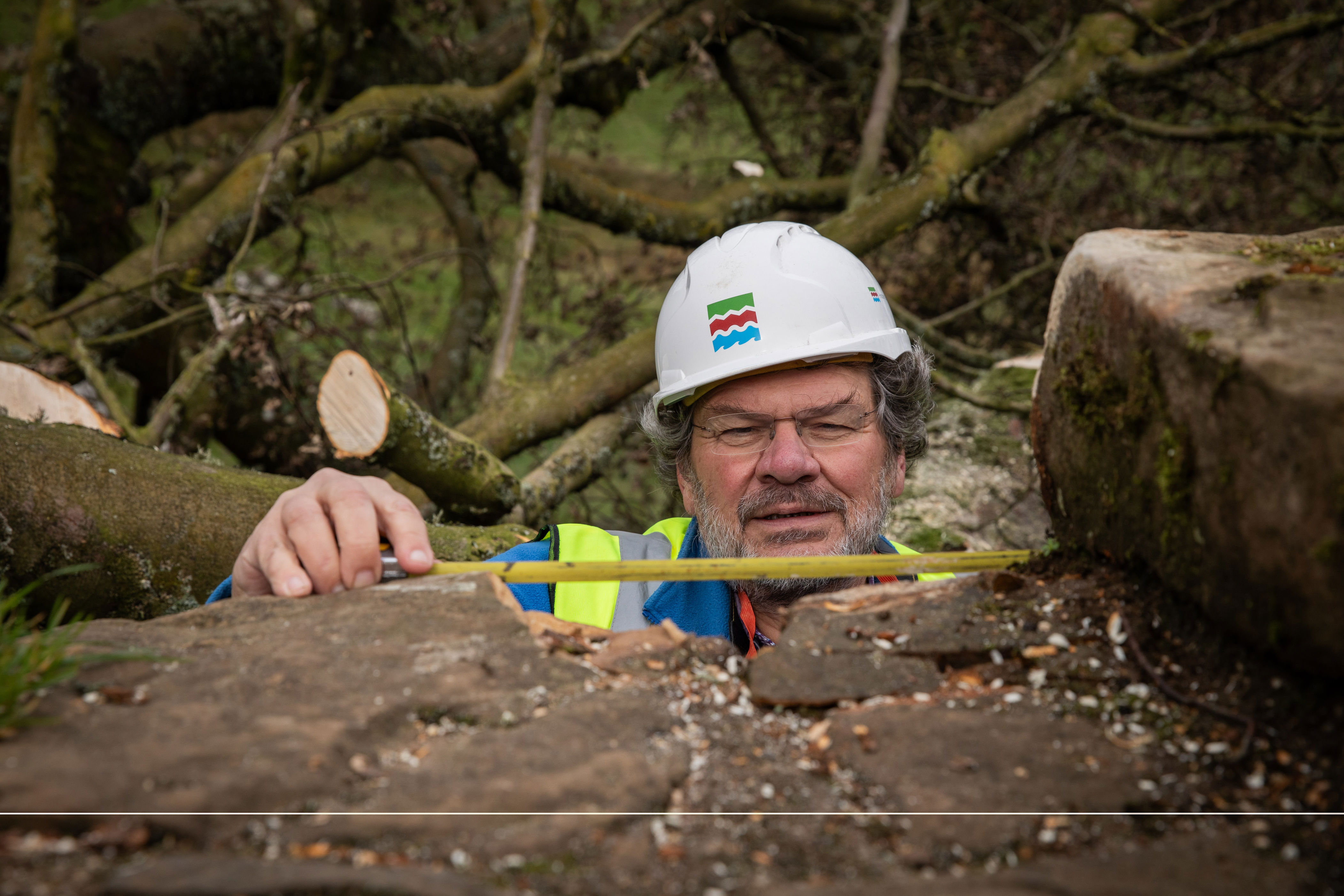 Minimum age of Sycamore Gap tree confirmed by scientists after illegal ...