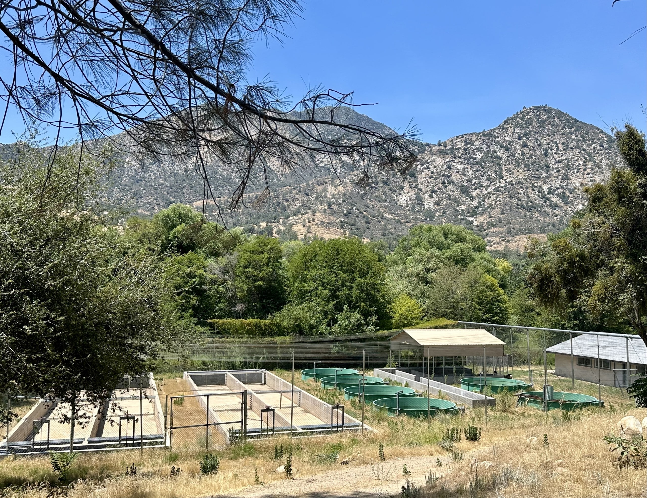 State pins hopes for Kern River rainbow’s survival on hatchery, despite ...