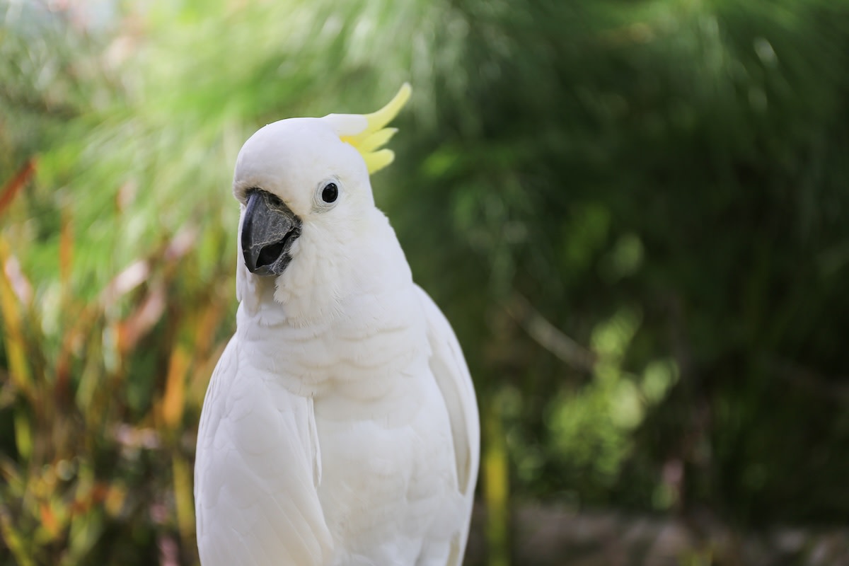 Cockatoo 'Putting It All' Into His Nightly Flock Call Is a Vibe