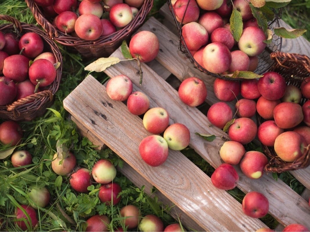 Where To Pick Apples Around Metro Detroit: 2025 Guide