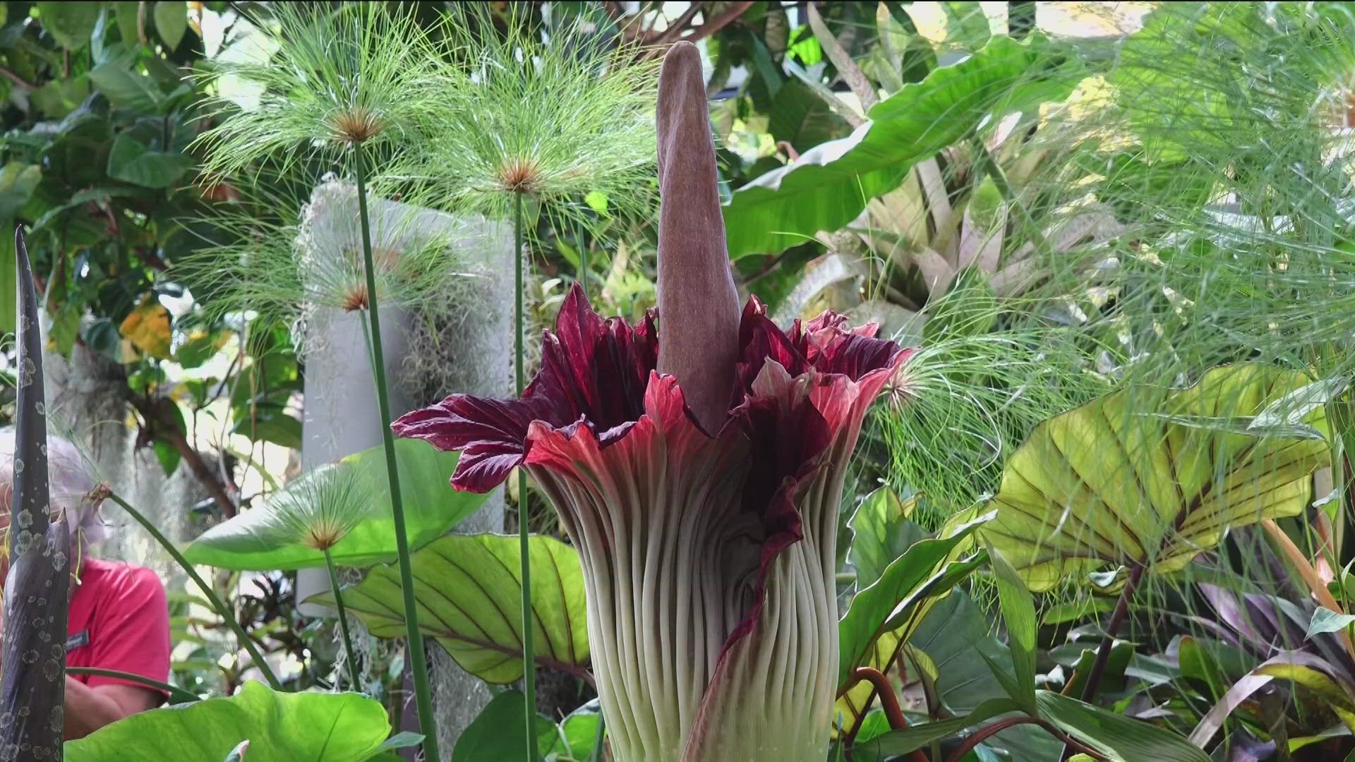 What's that smell? Rare 'corpse flower' blooms at San Diego Botanic Garden
