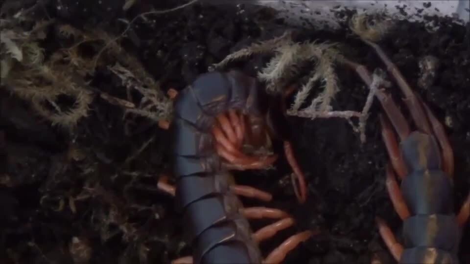 Feeding Centipede Attacks Owner