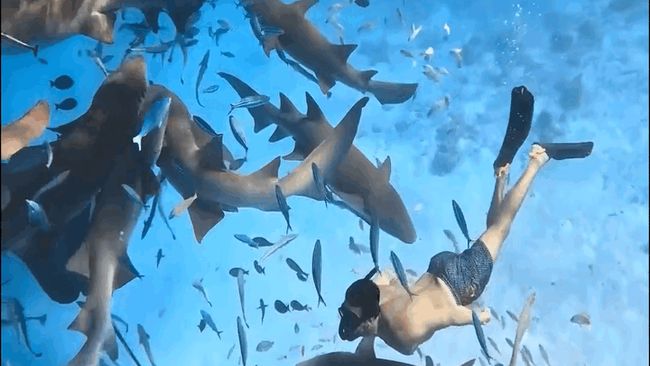 Daring Diver Effortlessly Floats Through Shiver of Sharks