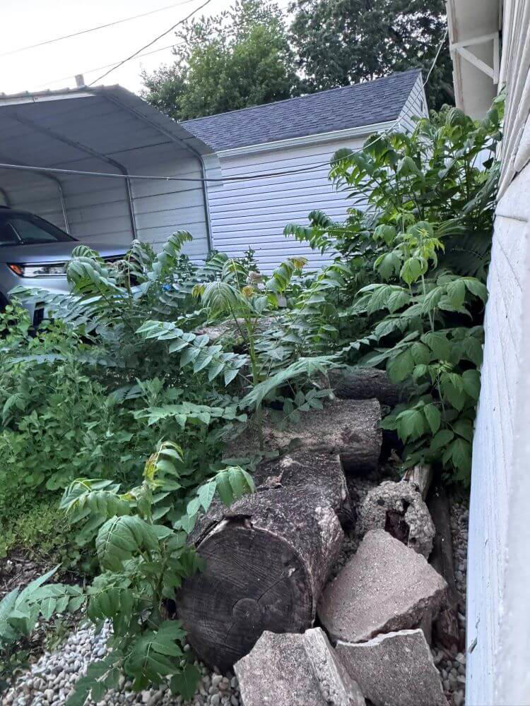 Homeowner in distress after discovering serious problem invading yard ...