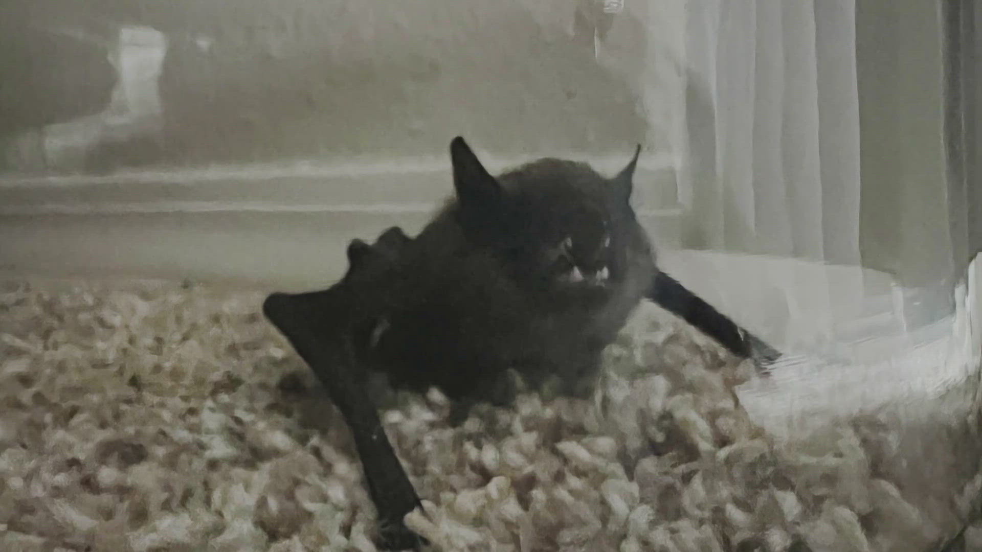 Bat tests positive for rabies at Longmont apartment complex