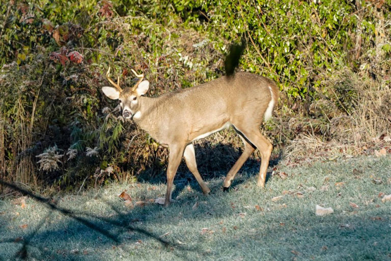 Deer Management Assistance Program permits now on sale