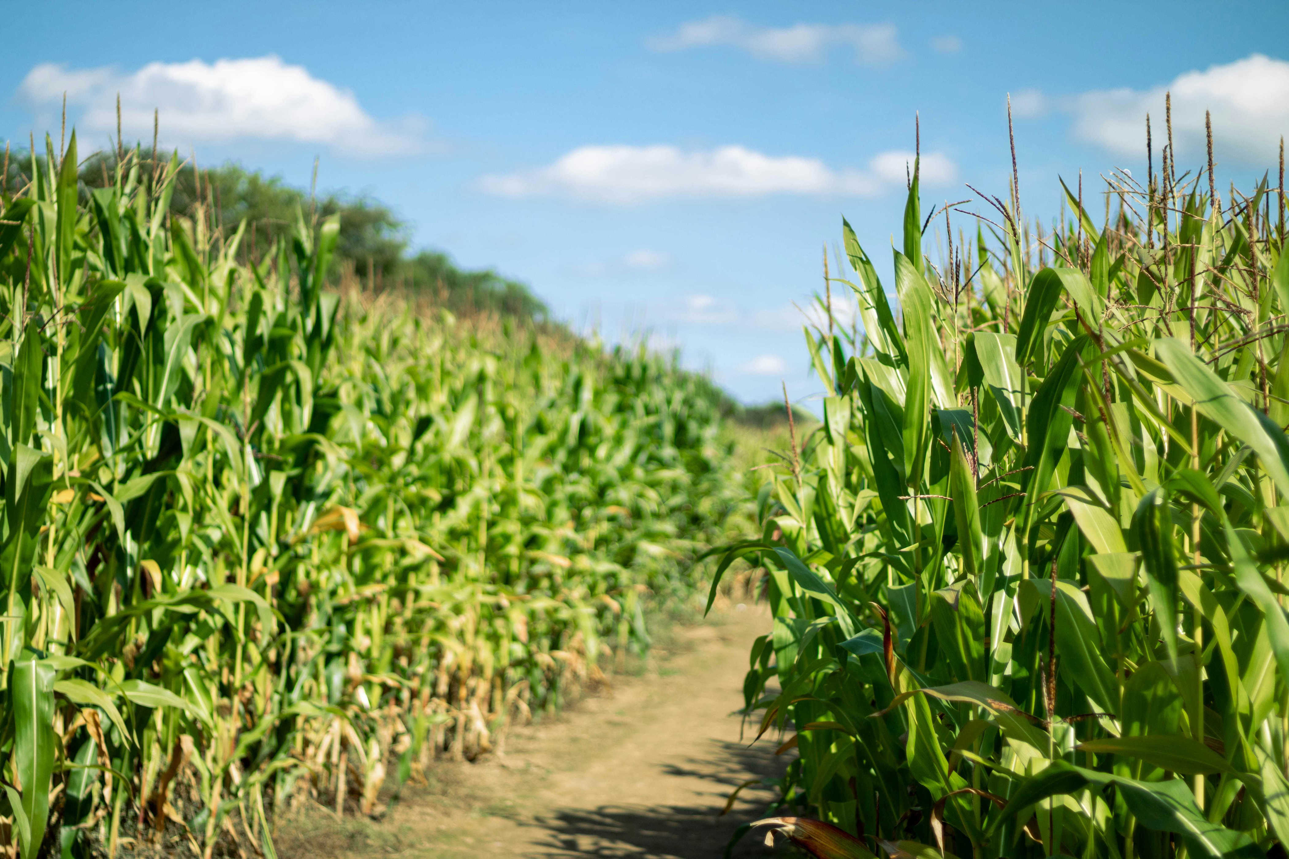 Upstate farm joins dozens of farms across North America with country ...