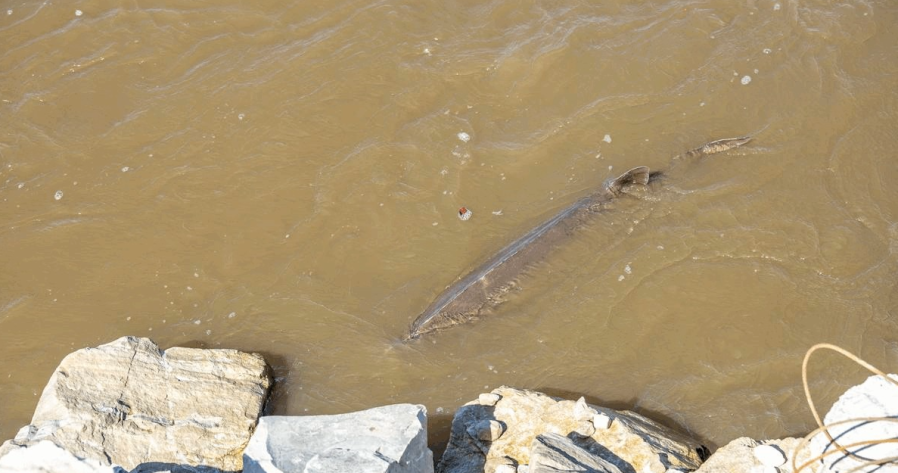 New camera aids Lake Sturgeon recovery program