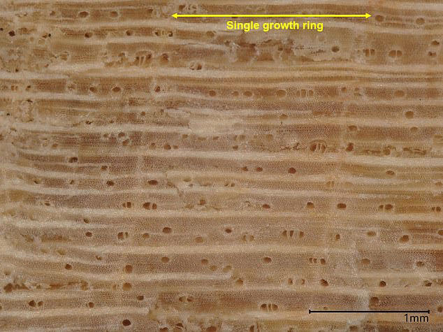 Sycamore Gap's age revealed: Iconic tree that was felled by yobs is ...