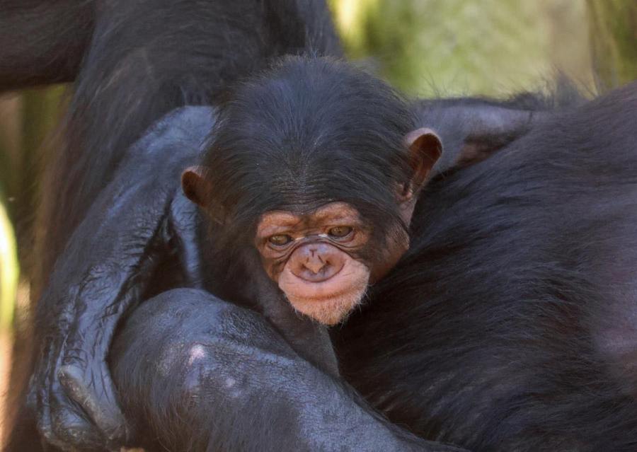 Little Rock Zoo reveals name for baby chimpanzee after public vote