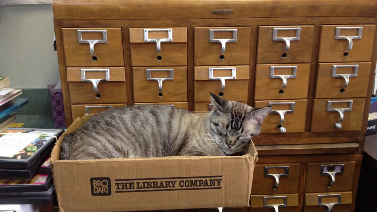 Browser the library cat dies at 15, White Settlement says