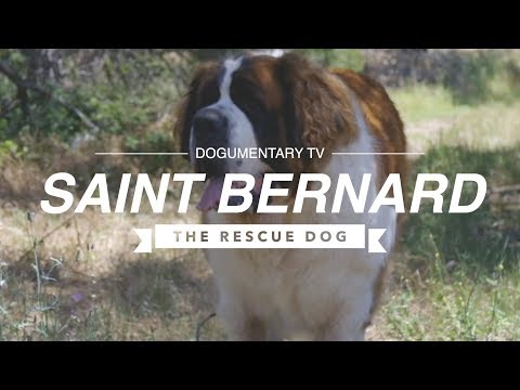 SAINT BERNARDS: RESCUING THE RESCUE DOG