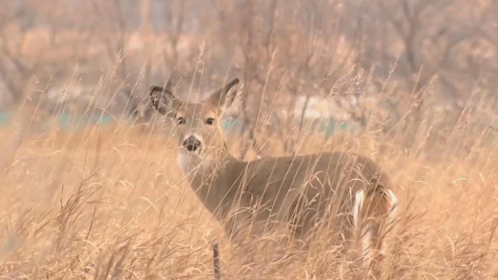 Here's what to know about Michigan's 2025 deer hunting season