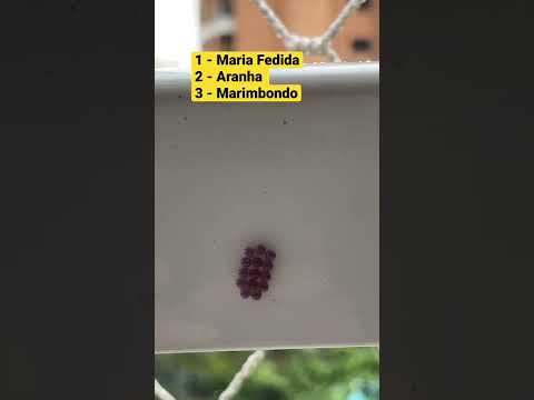 QUE ANIMAL É ESSE?